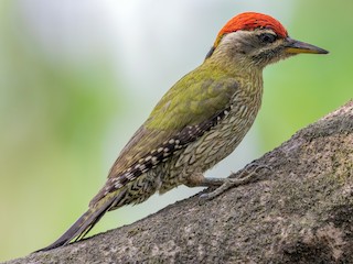 Streak-throated Woodpecker - Picus xanthopygaeus - Birds of the World