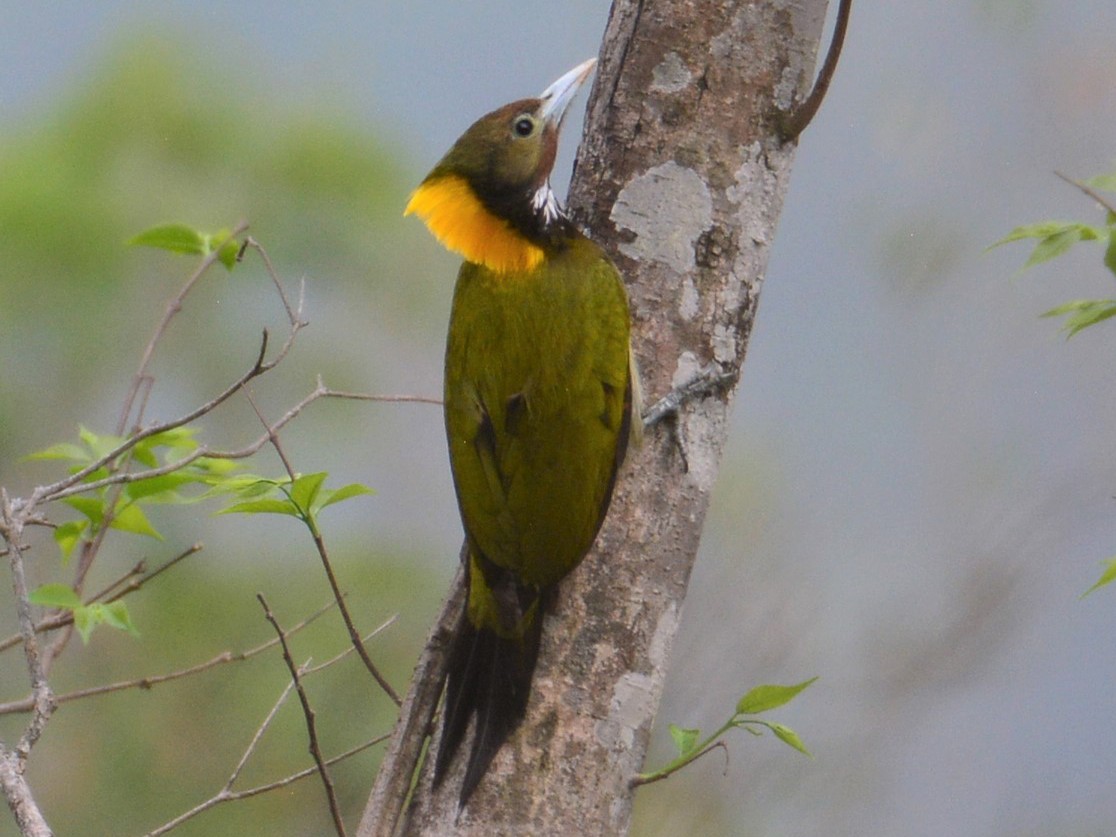 Greater Yellownape - eBird