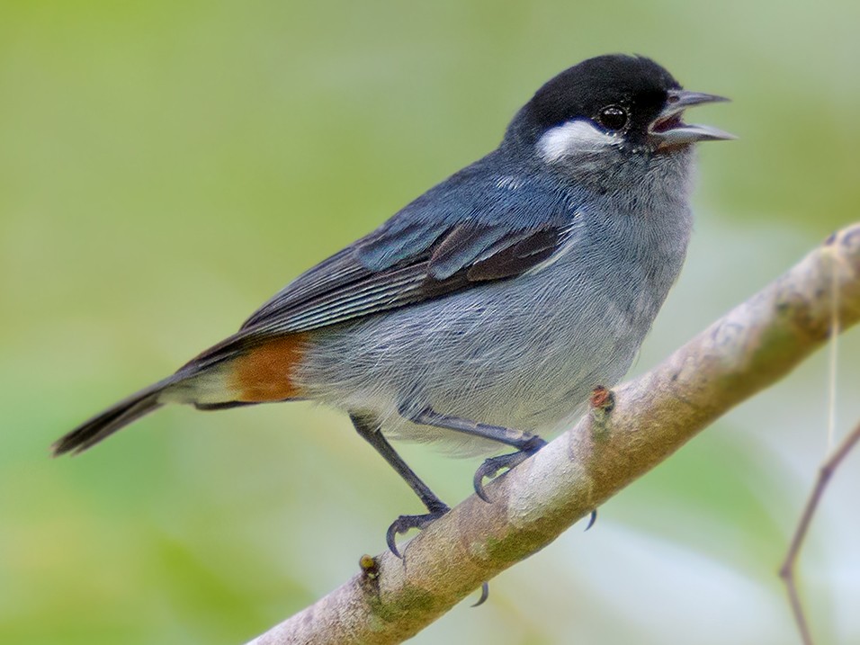 White-eared Conebill - eBird