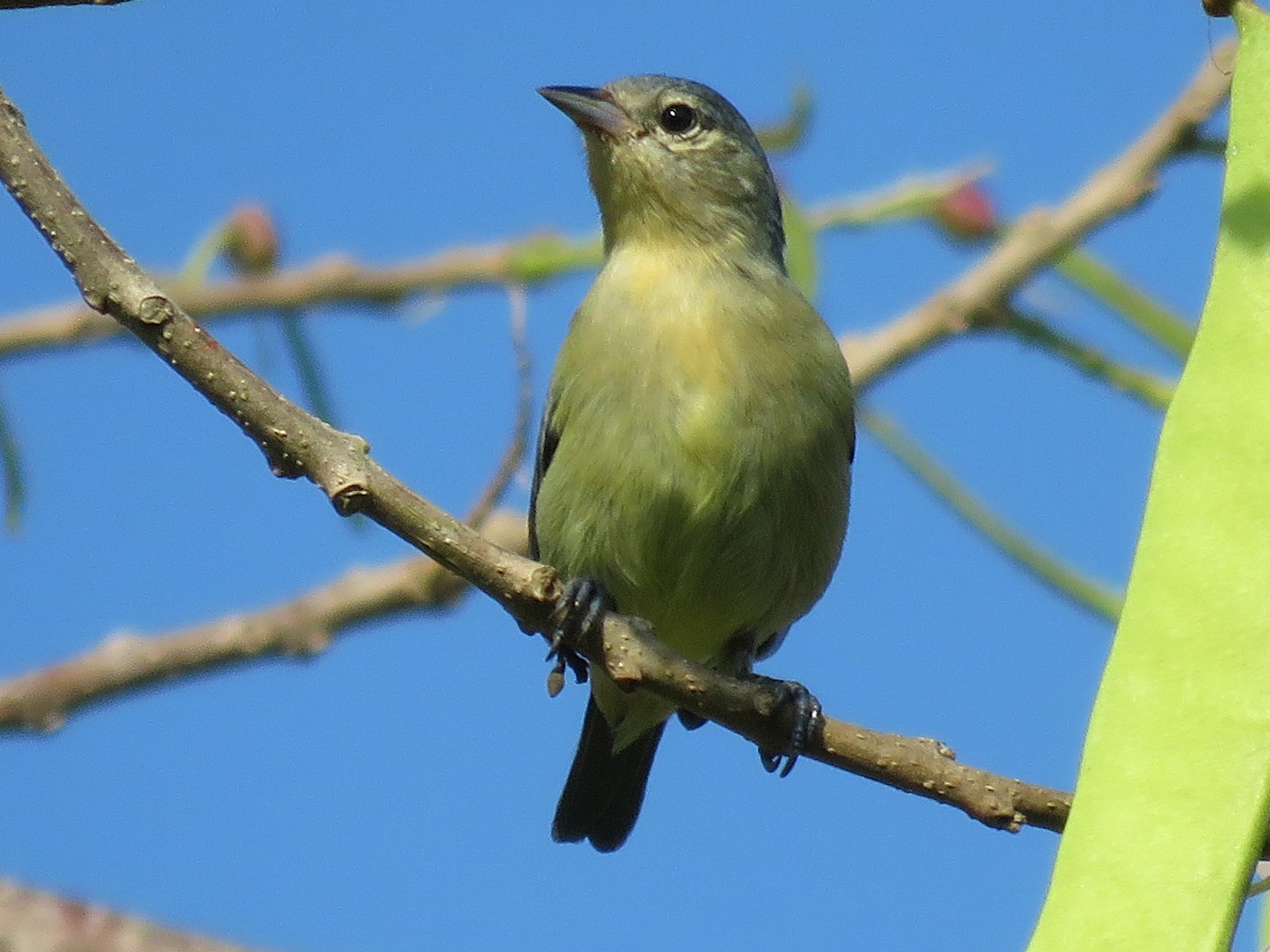 White-eared Conebill - eBird