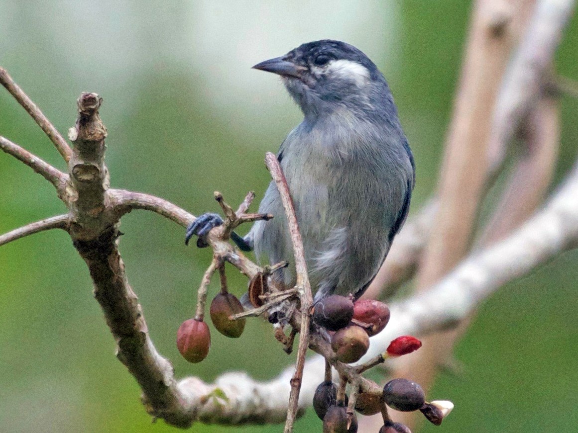 White-eared Conebill - eBird