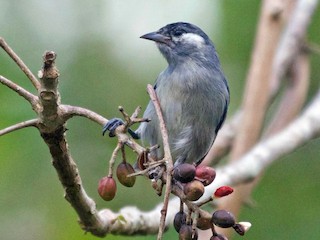 White-eared Conebill - eBird