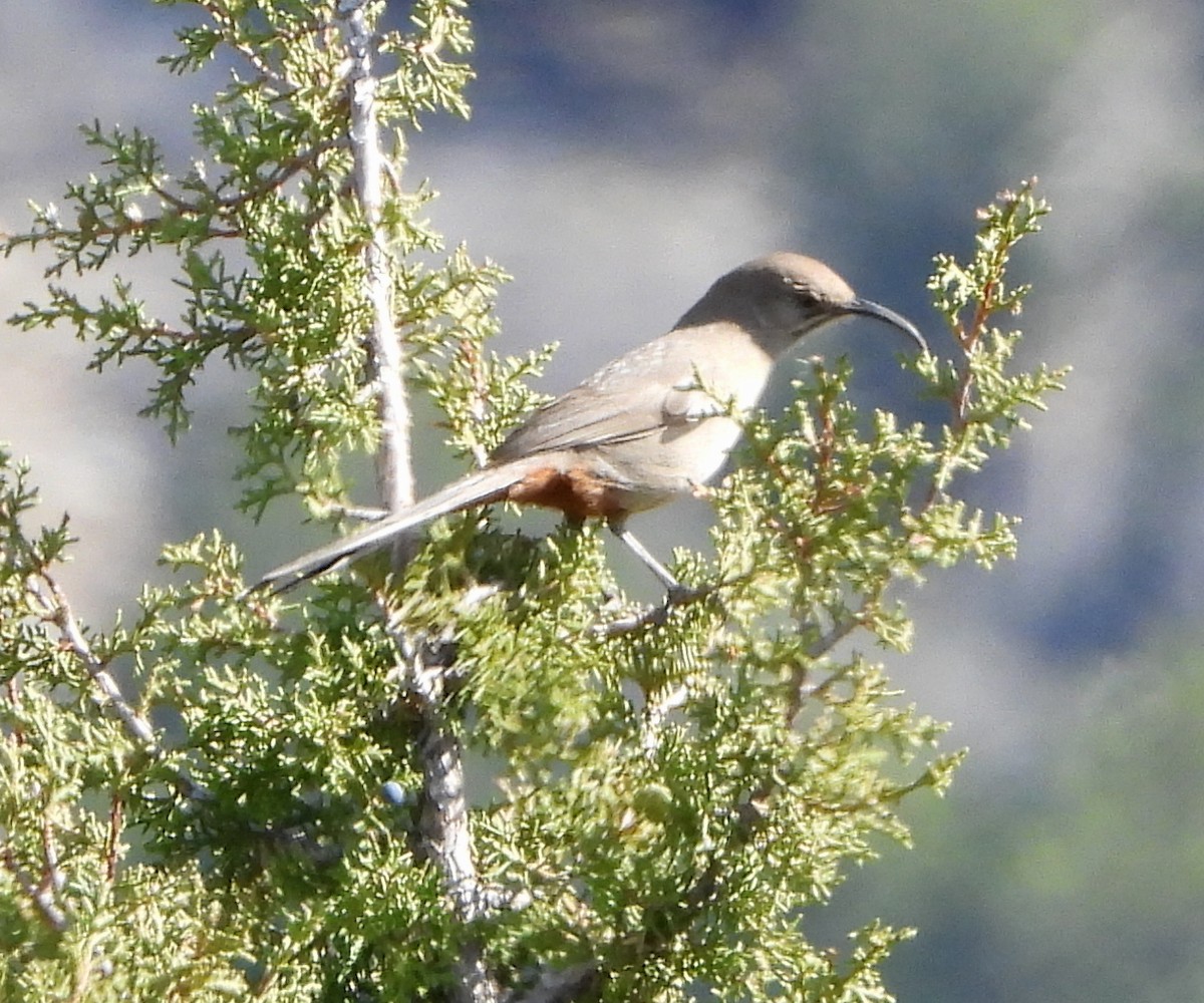eBird Checklist - 24 Mar 2019 - Utah Hill - 4 species