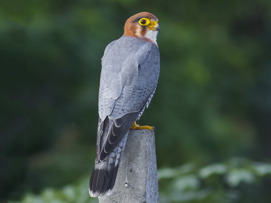 Red Chested Falcon