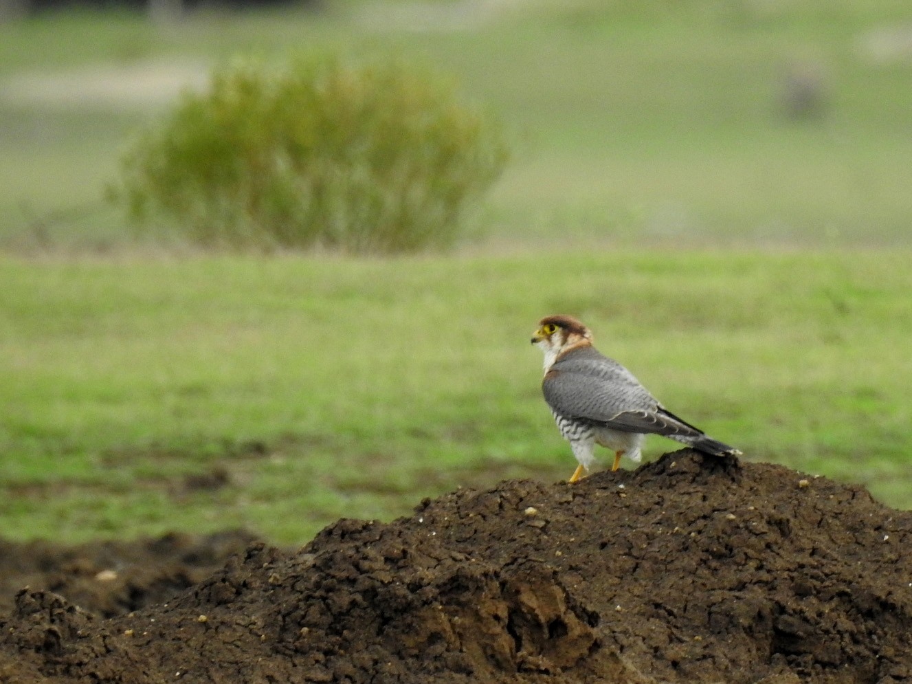 Red-necked Falcon - eBird