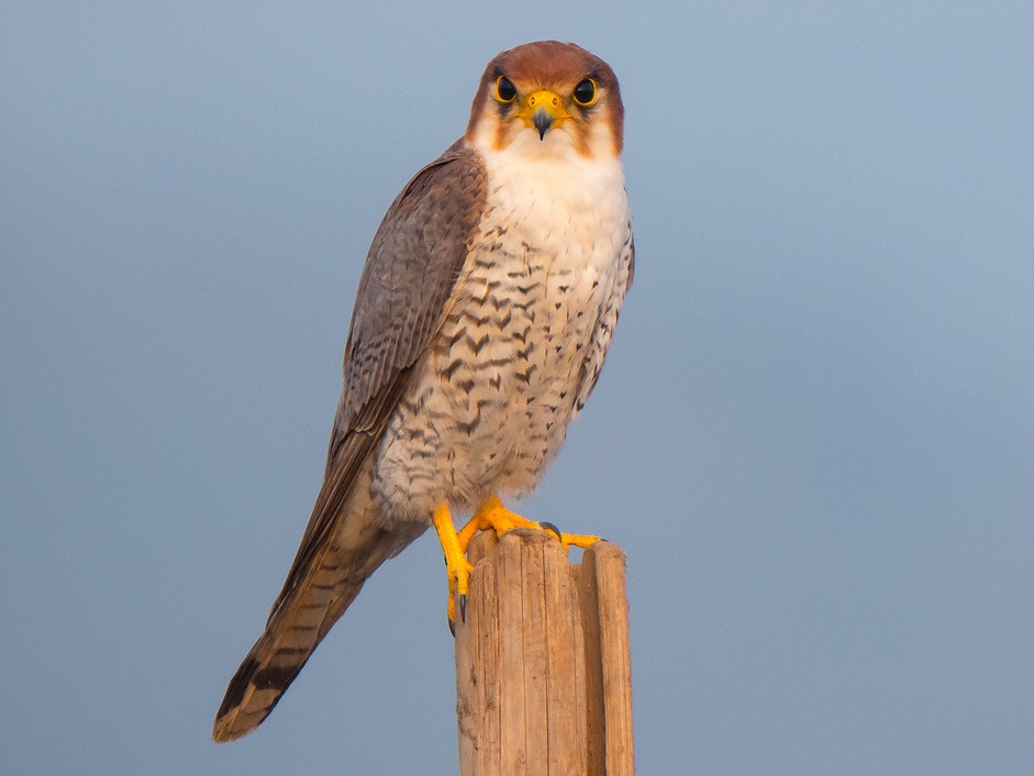 Red-necked Falcon - eBird