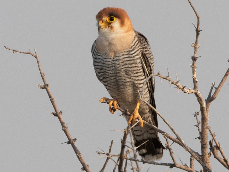 Red-necked Falcon - eBird