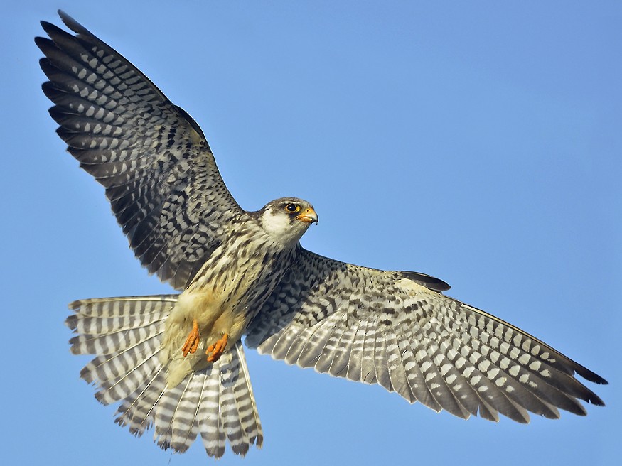 Amur Falcon - eBird