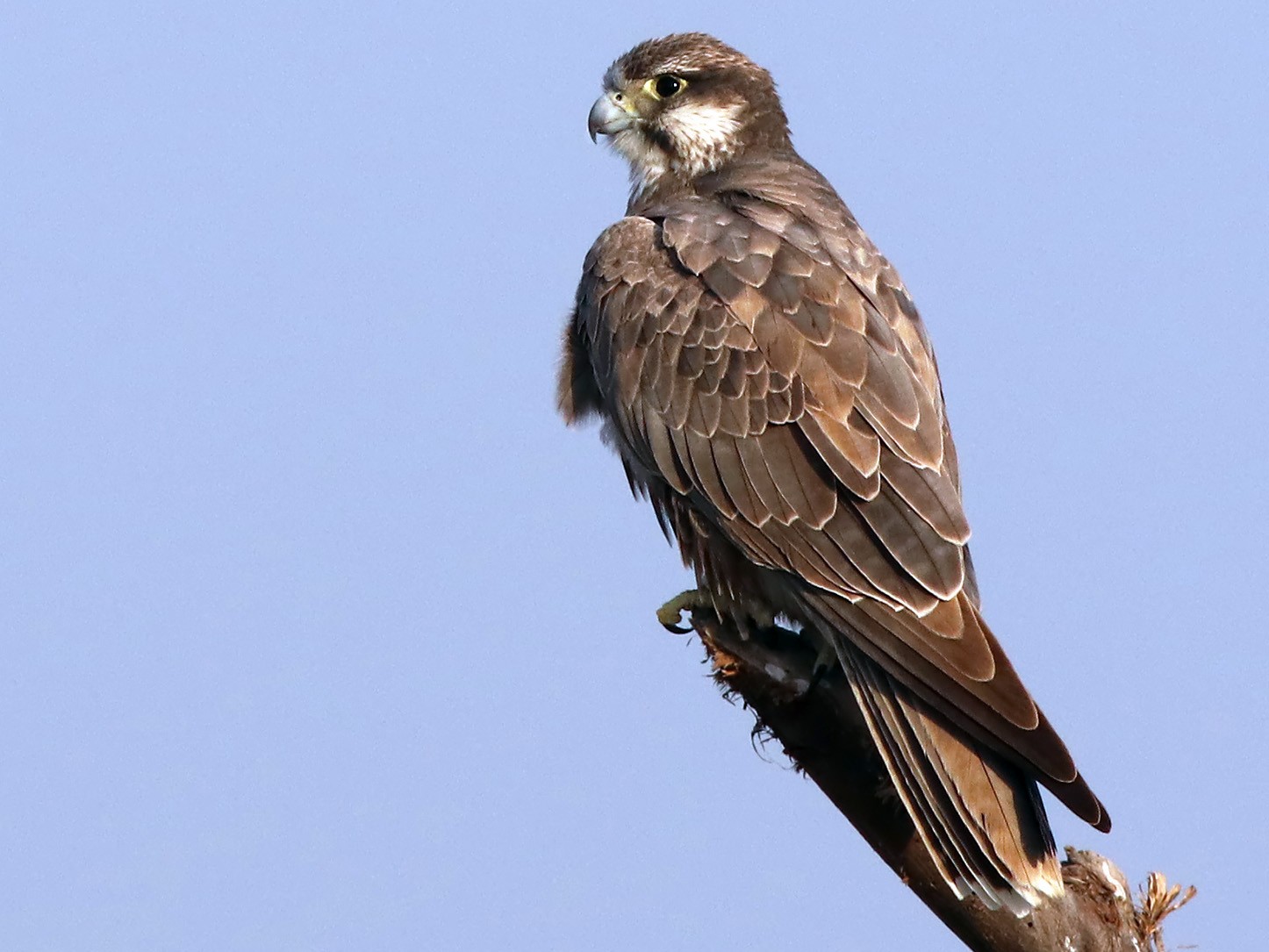 Laggar Falcon - eBird