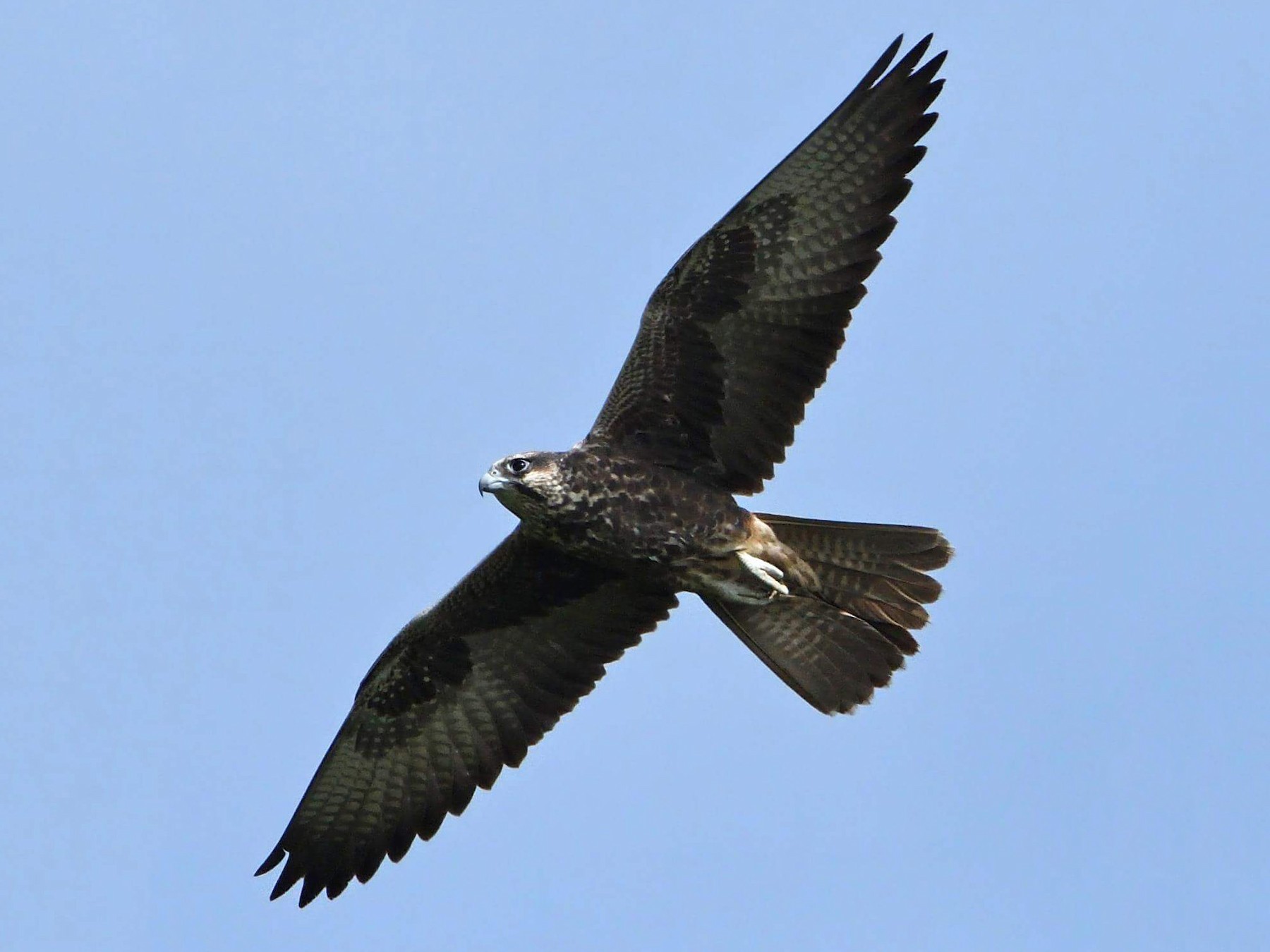 Laggar Falcon - eBird