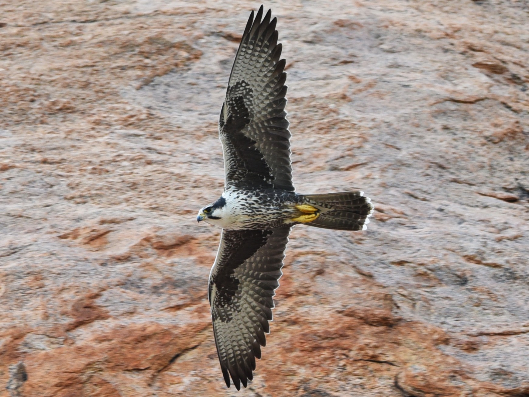 Laggar Falcon - eBird