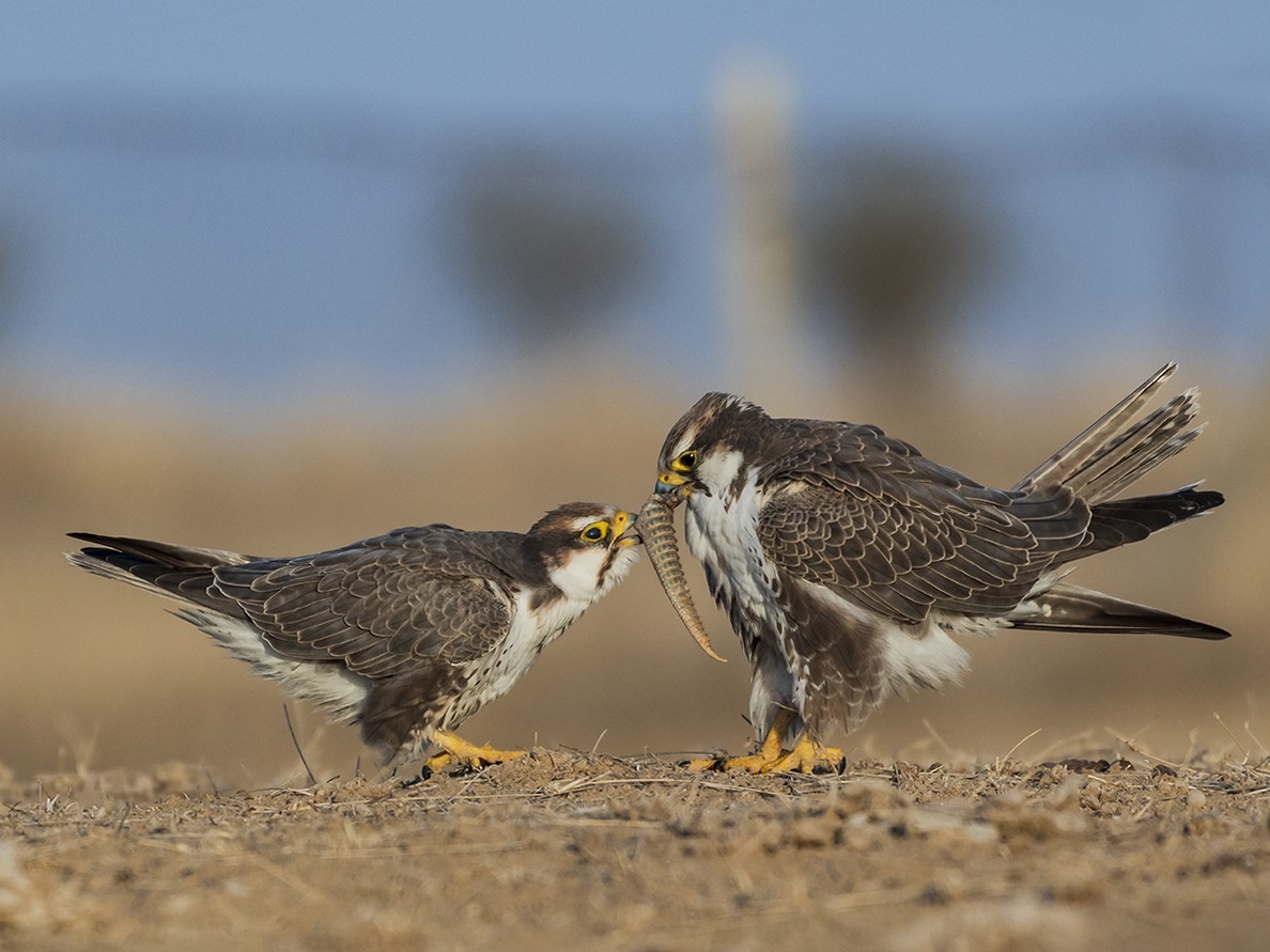 Laggar Falcon - eBird