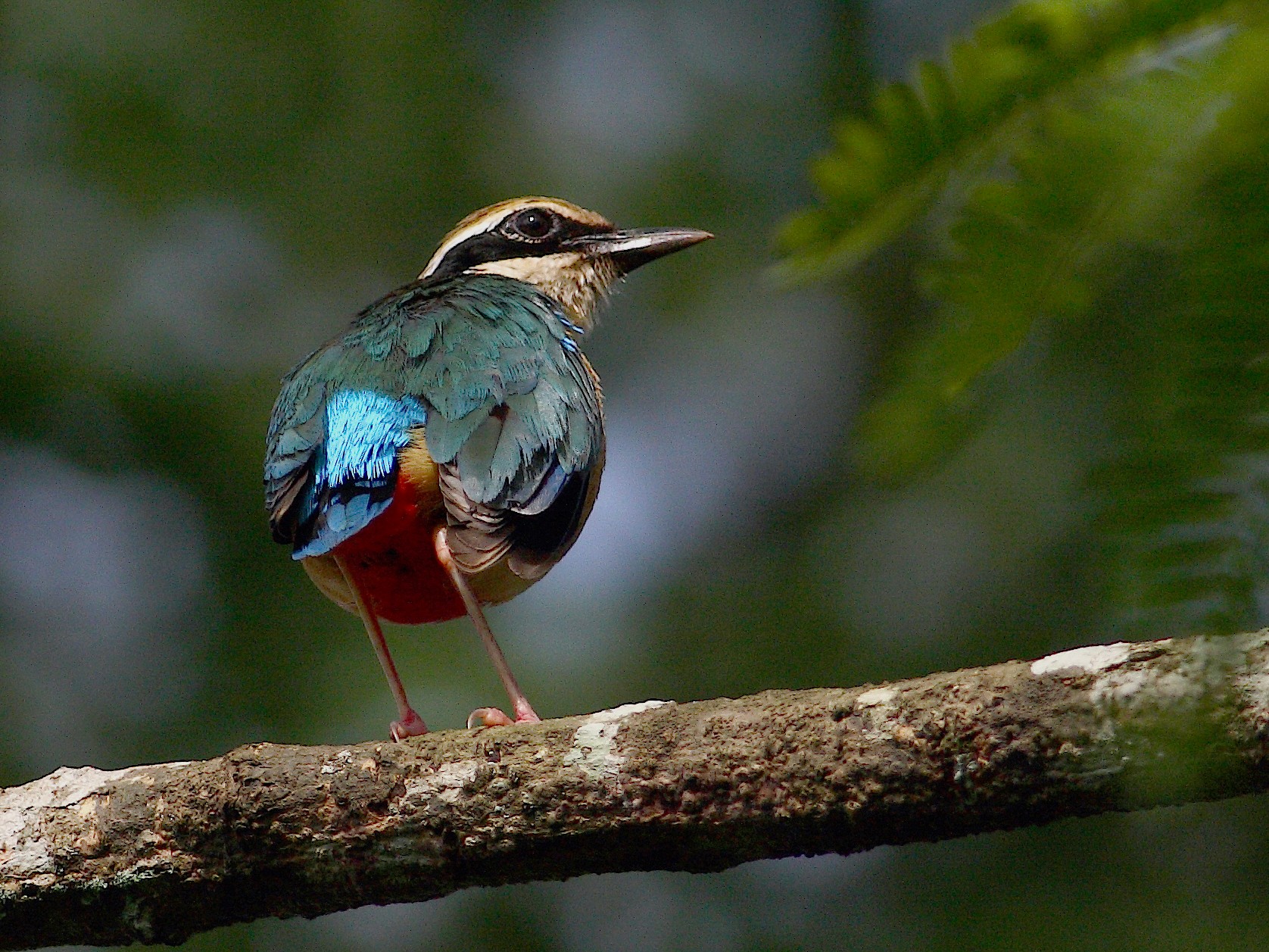 Indian Pitta - eBird