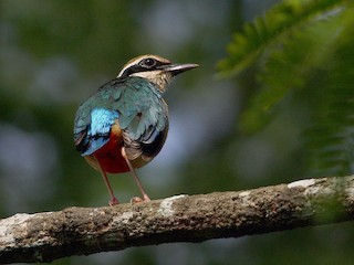 Indian Pitta - eBird