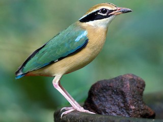 Indian Pitta - Pitta brachyura - Birds of the World