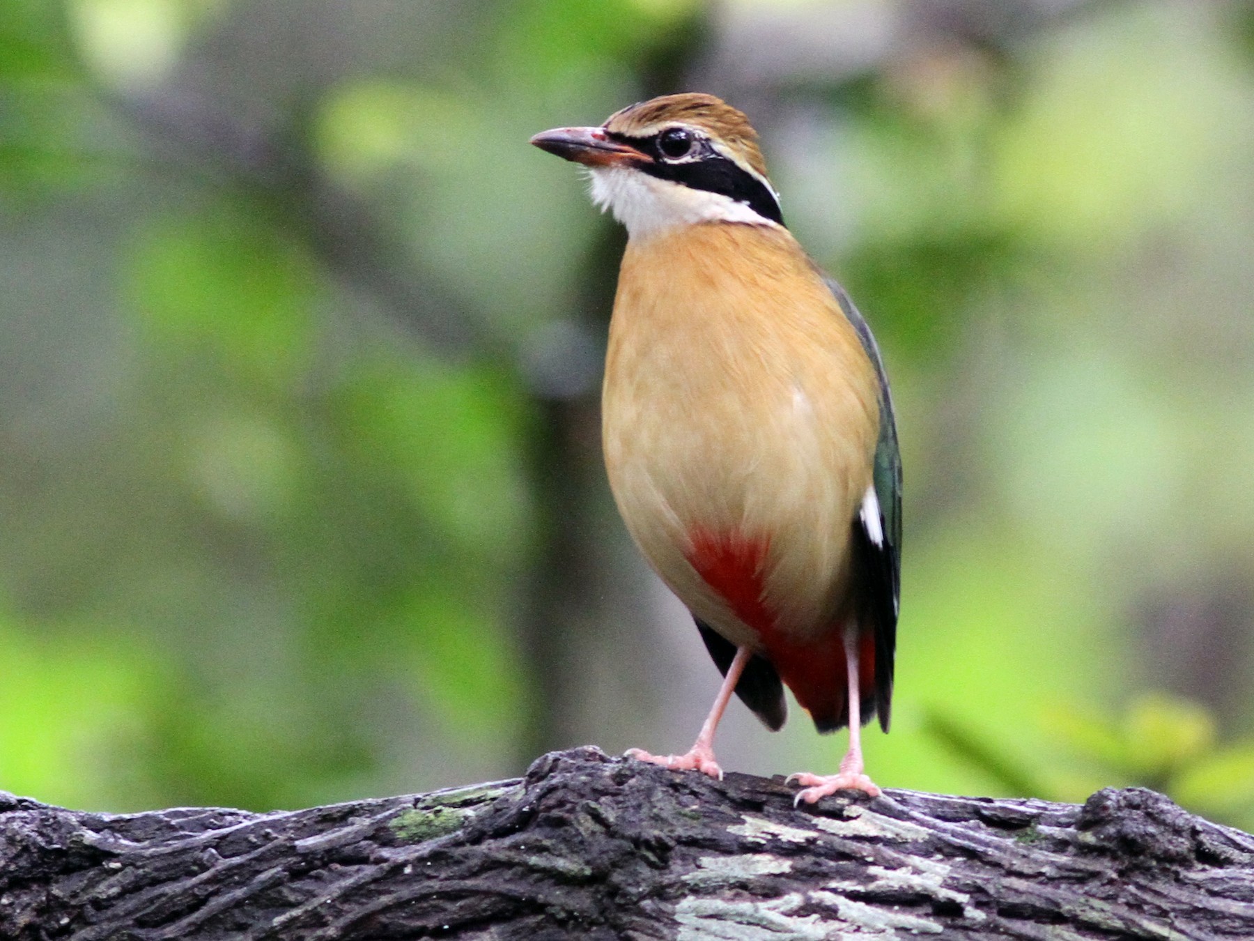 Indian Pitta - eBird