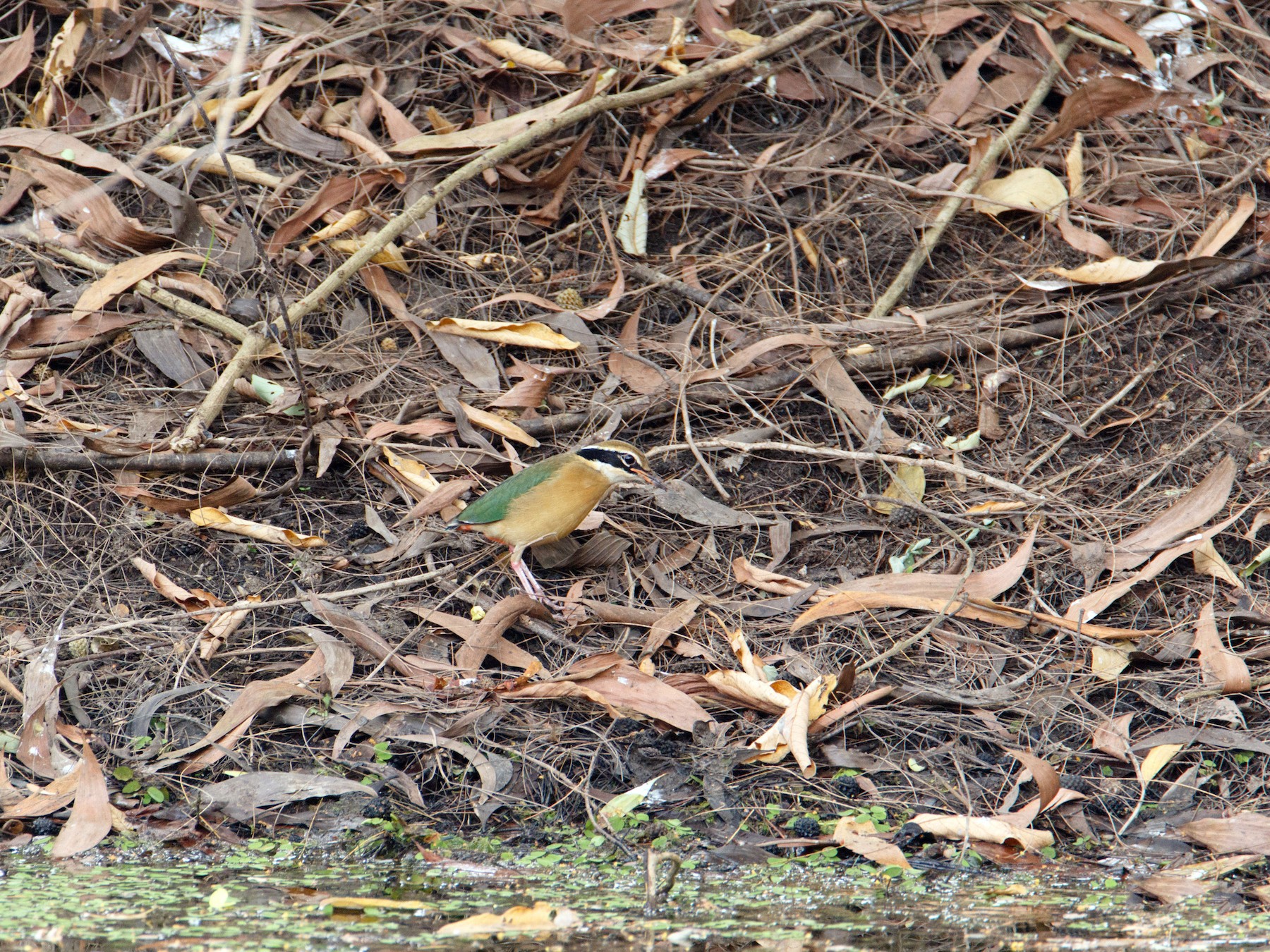 Indian Pitta - eBird