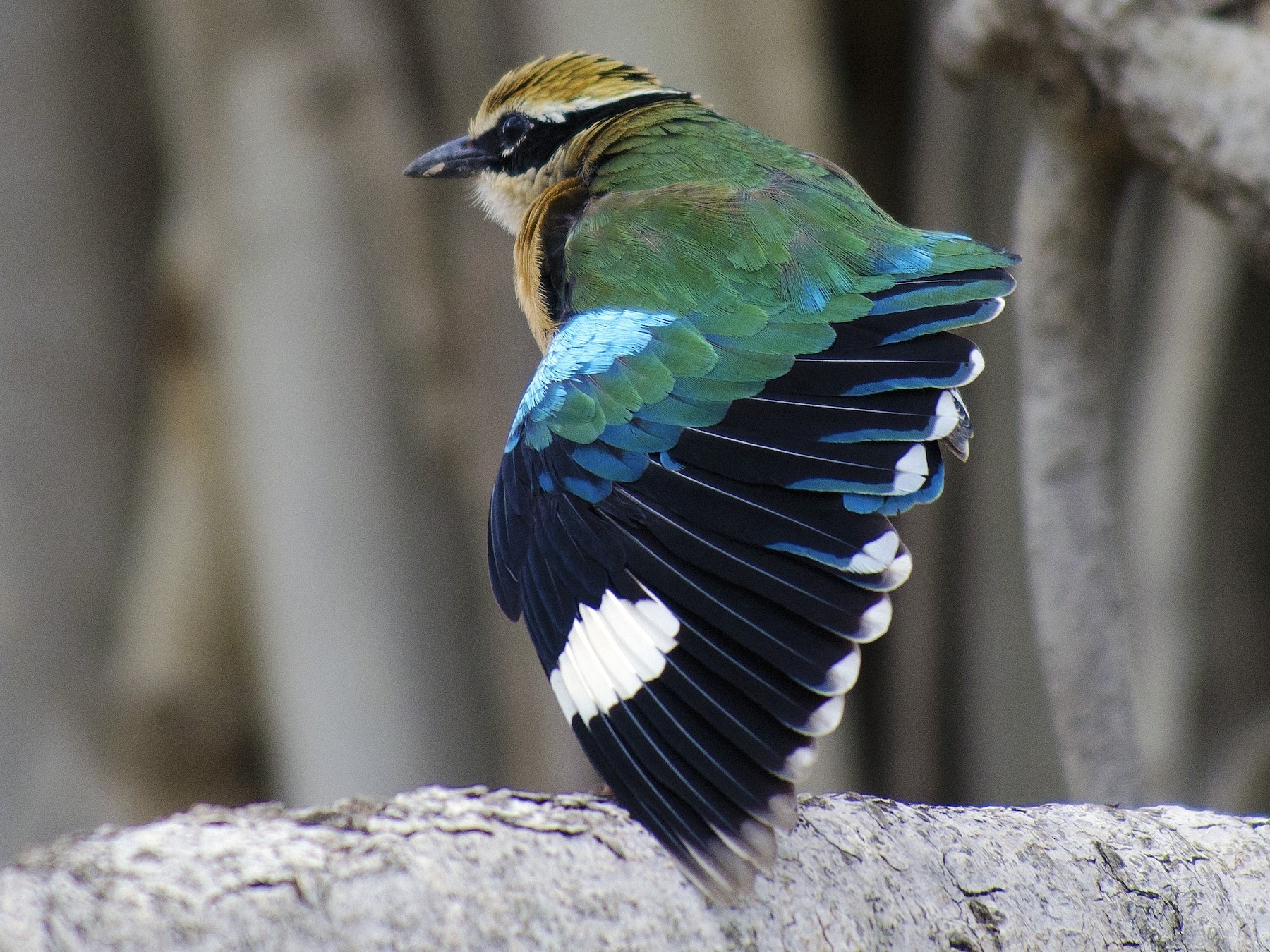Indian Pitta - eBird