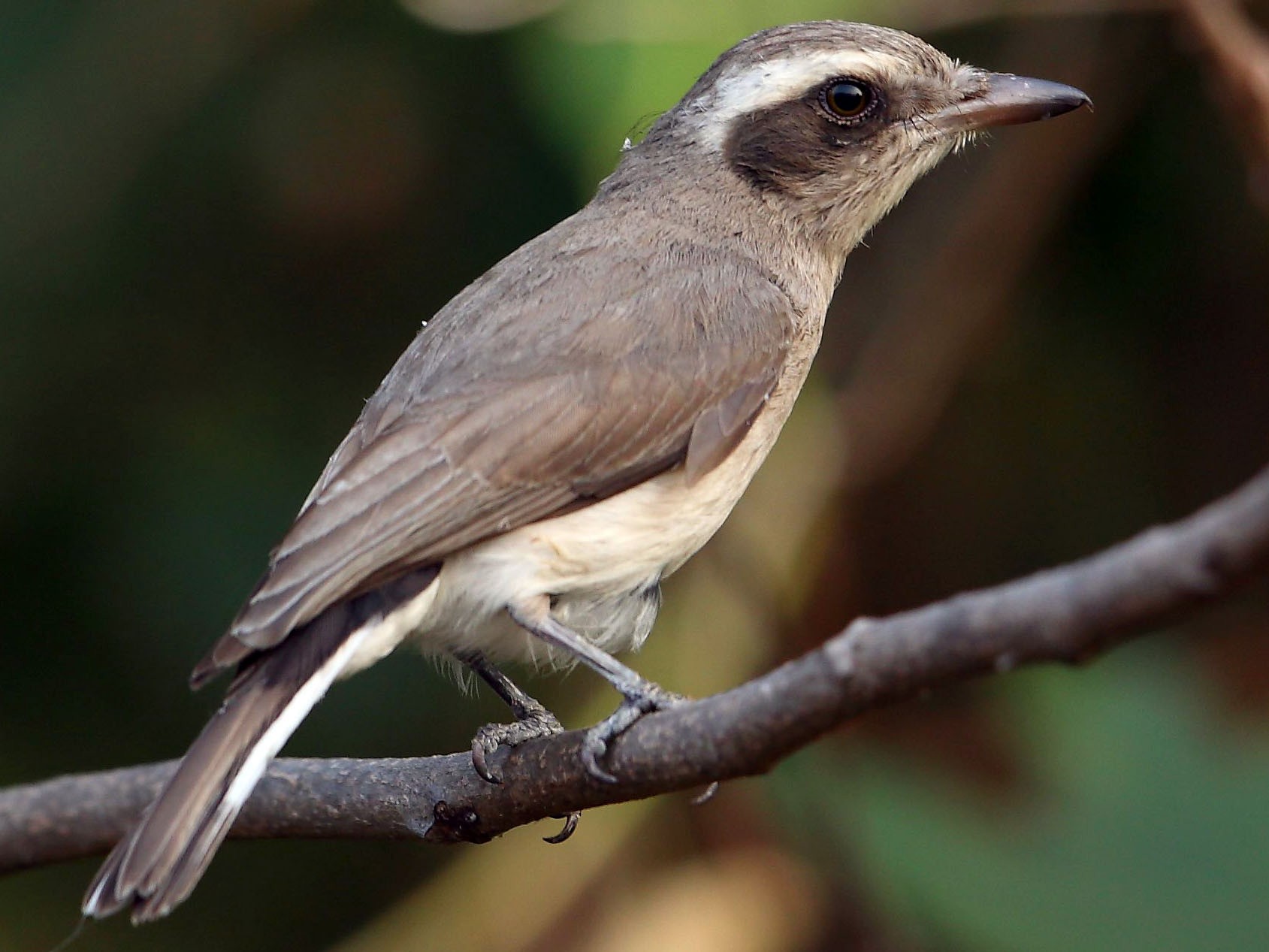Common Woodshrike - eBird