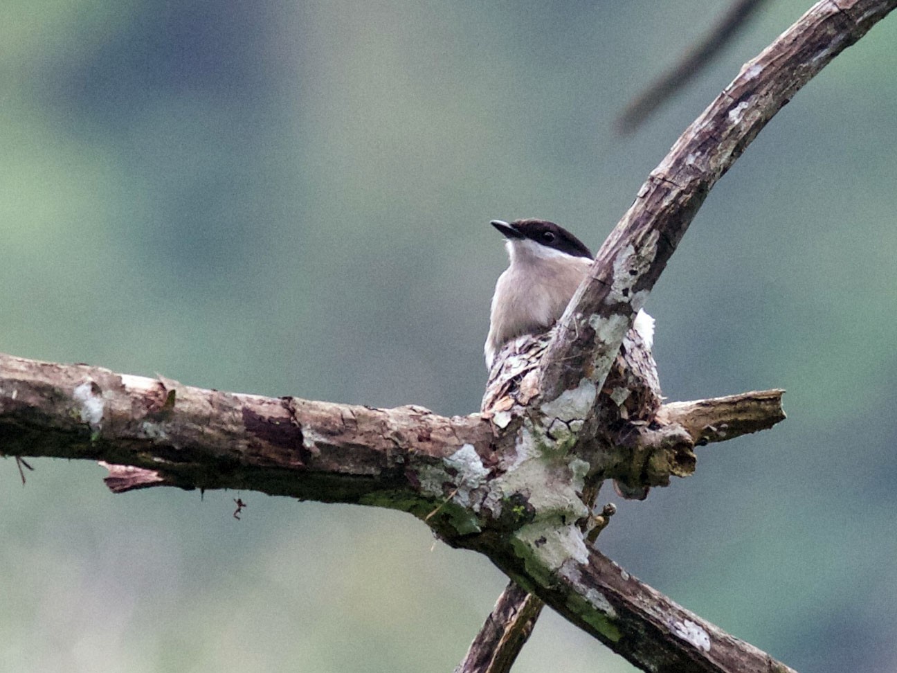 Bar-winged Flycatcher-shrike - eBird