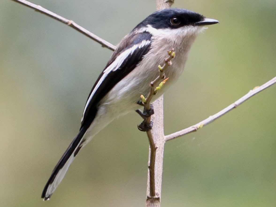 Bar-winged Flycatcher-shrike - eBird