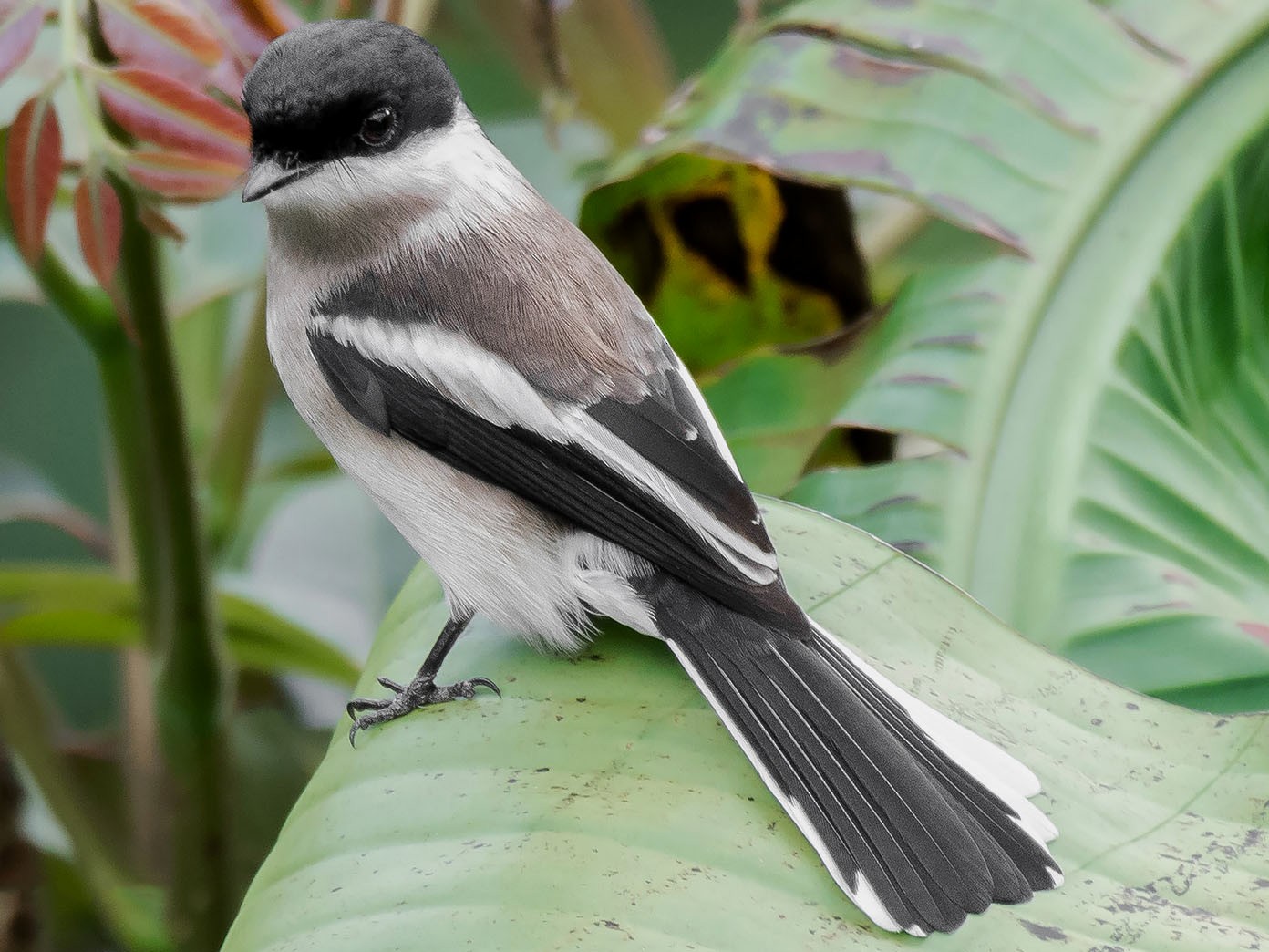 Bar-winged Flycatcher-shrike - eBird