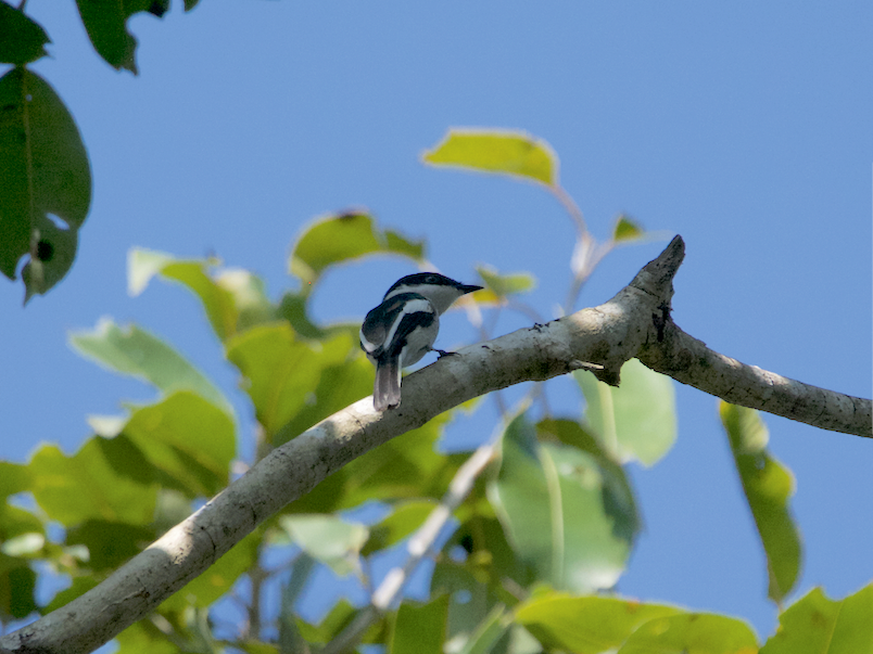 Bar-winged Flycatcher-shrike - eBird