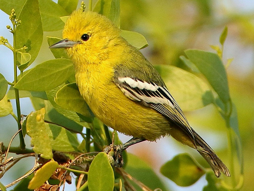 White-tailed Iora - eBird
