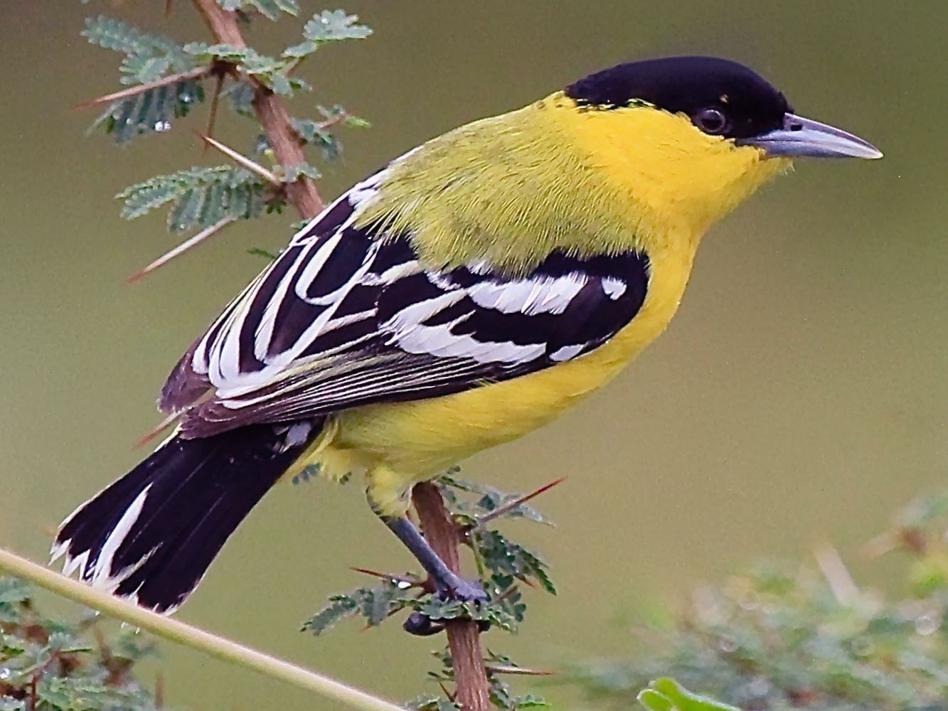 White-tailed Iora - eBird