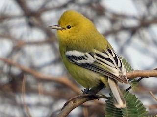 White-tailed Iora (Marshall's Iora) - eBird