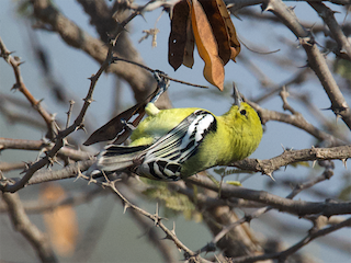 White-tailed Iora (Marshall's Iora) - eBird