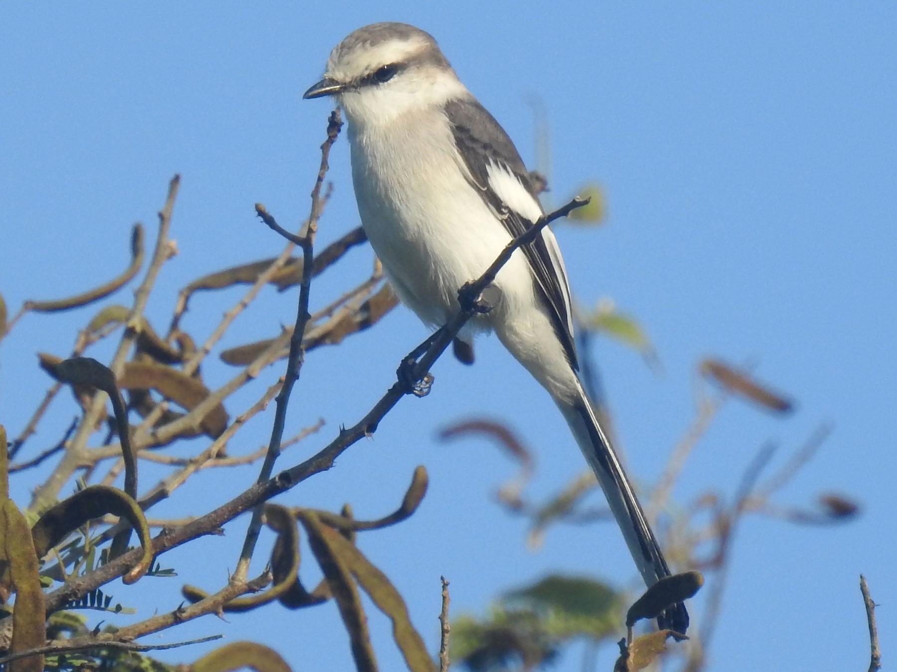 Jerdon's Minivet - eBird