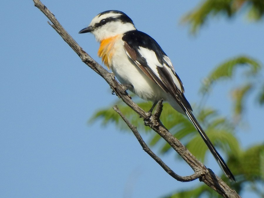 Jerdon's Minivet - eBird