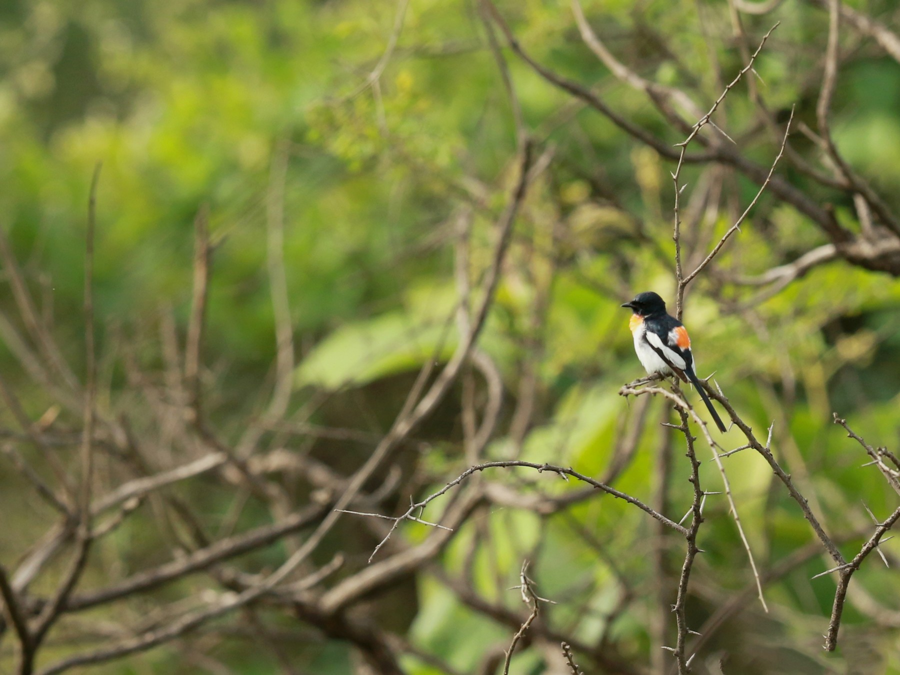 White-bellied Minivet - eBird