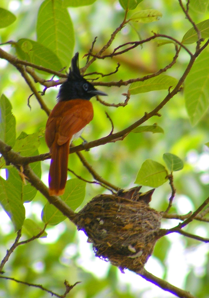 eBird Checklist - 16 Aug 2012 - Ella Jungle Resort - 1 species