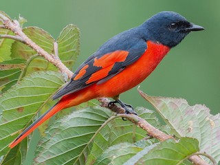 Minivet Female