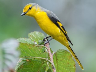 Minivet Female