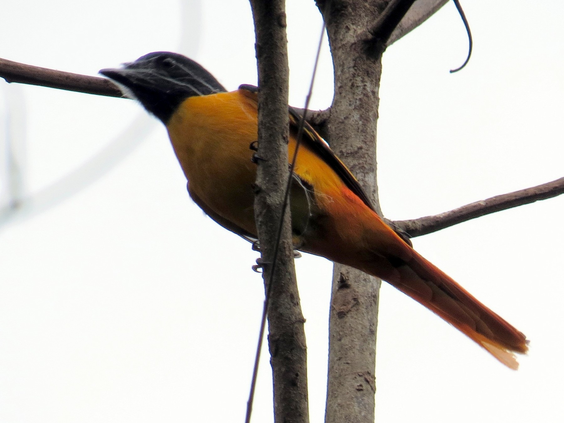 Scarlet Minivet - eBird