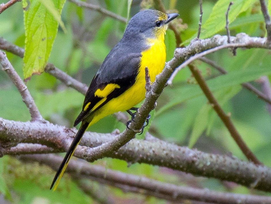 Scarlet Minivet - eBird