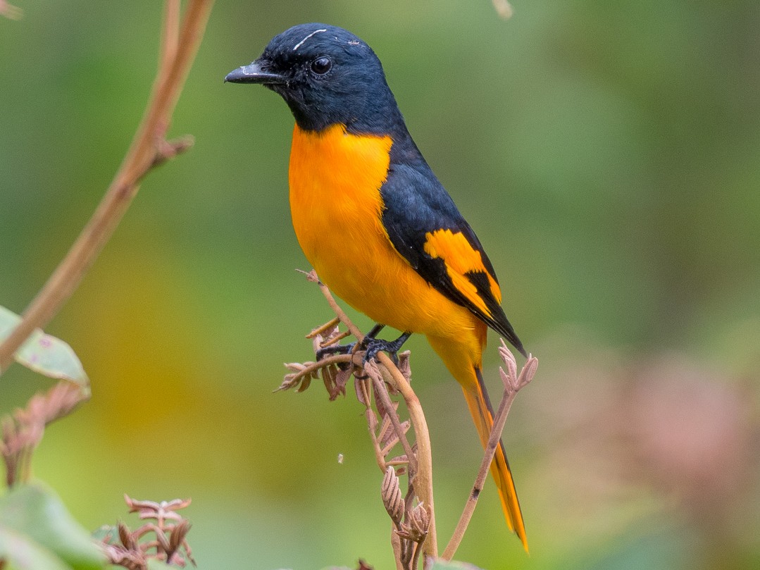 Scarlet Minivet - eBird