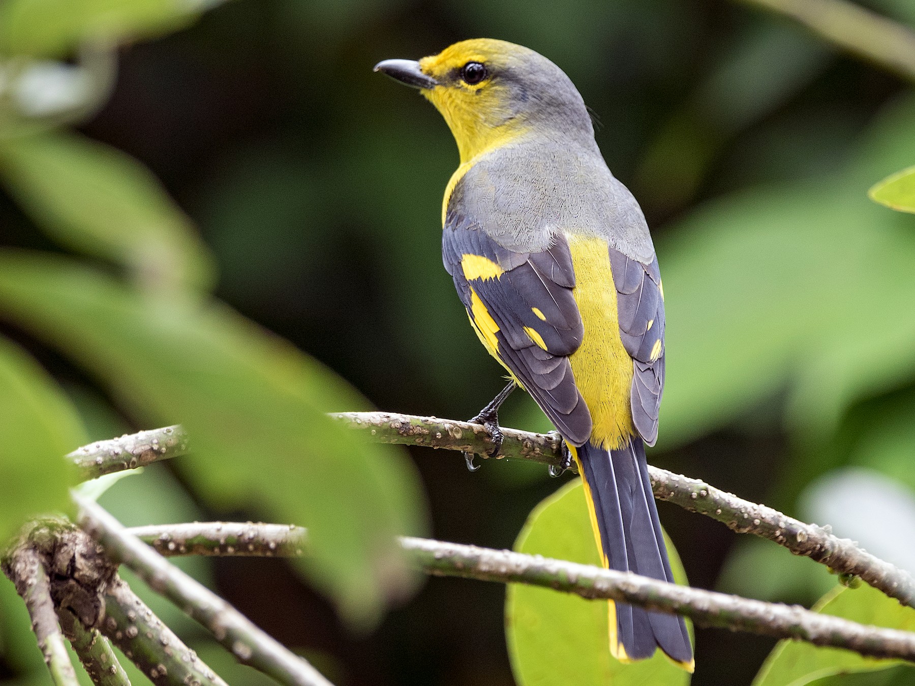 Scarlet Minivet - eBird