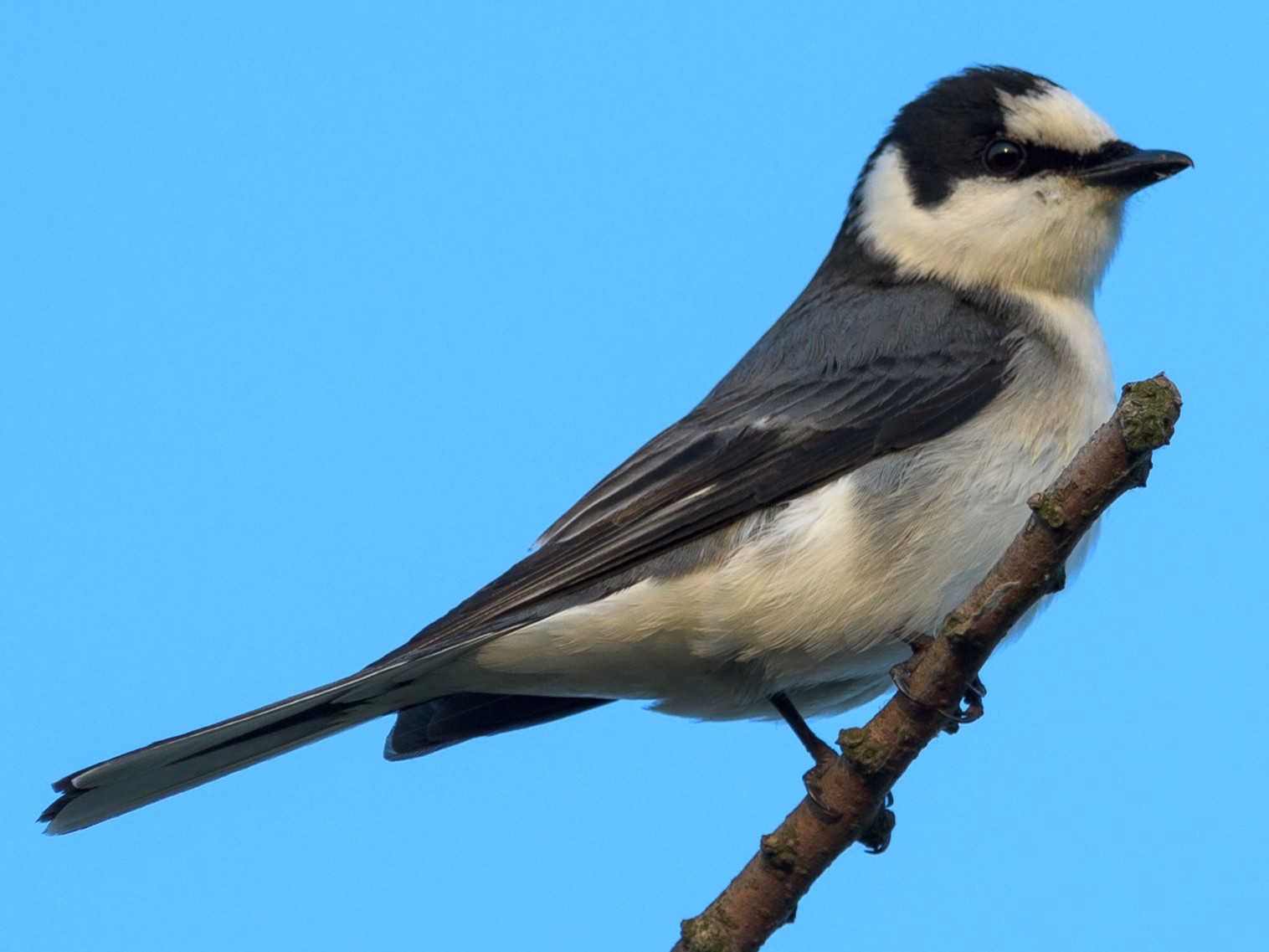 Ashy Minivet - eBird
