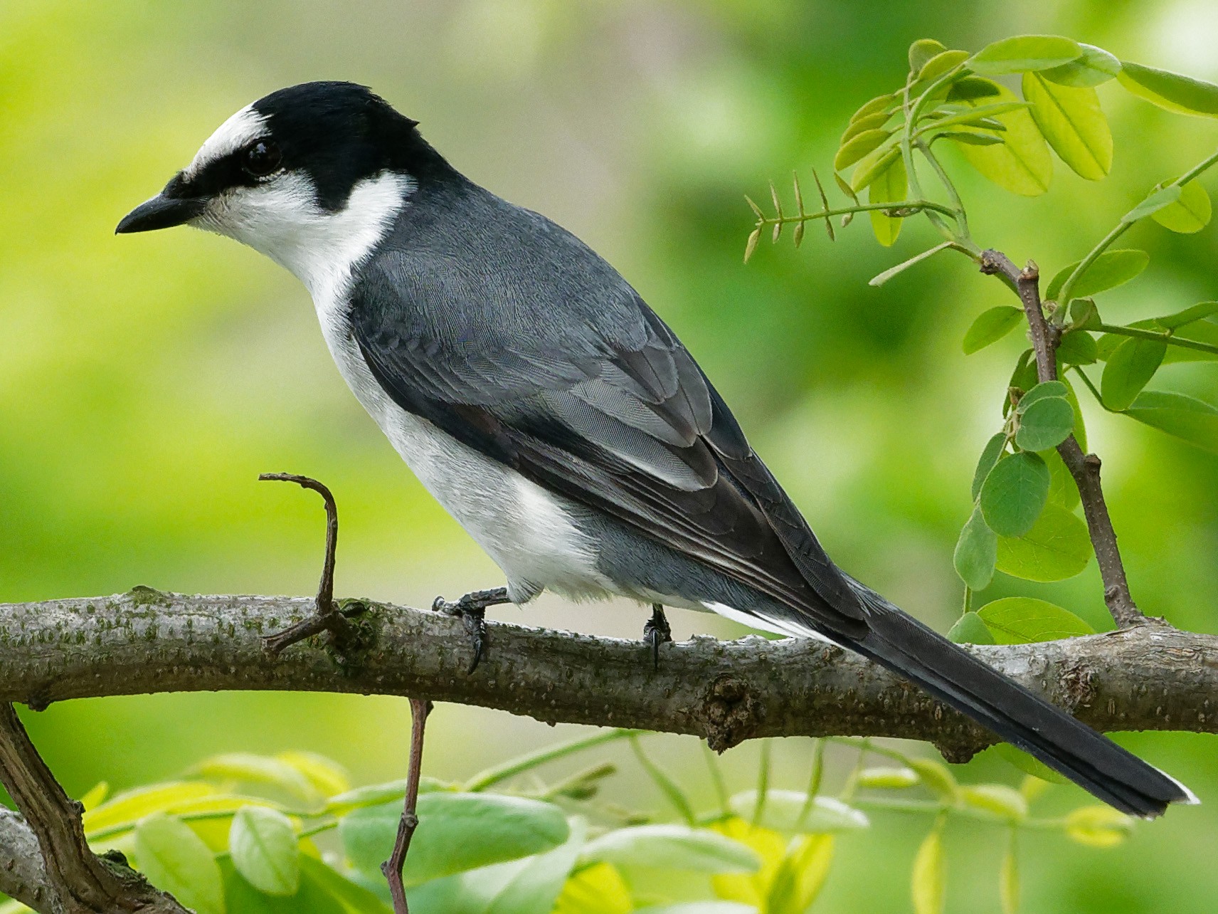 Ashy Minivet - eBird