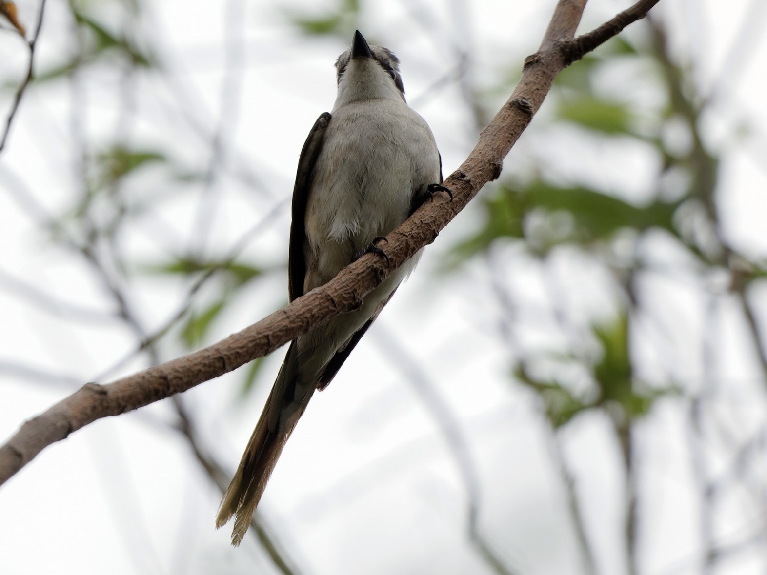 Brown-rumped Minivet - eBird