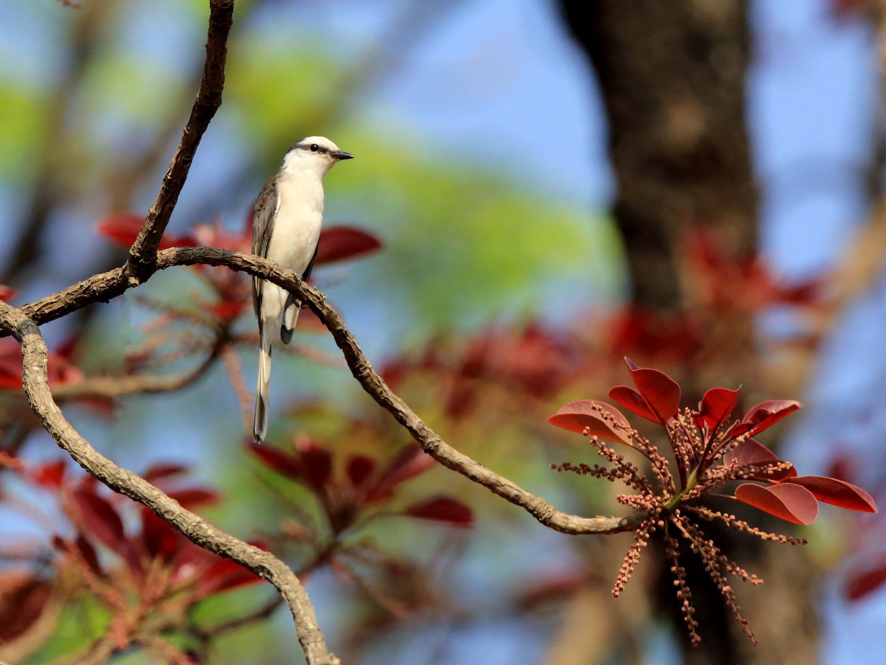 Brown-rumped Minivet - eBird