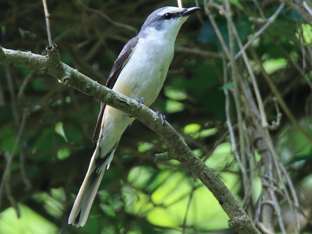 Brown-rumped Minivet - Pericrocotus cantonensis - Birds of the World