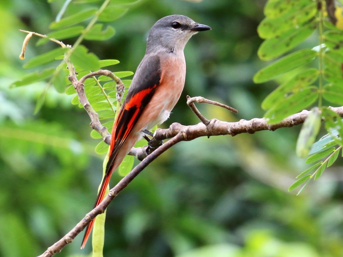 Rosy Minivet - Pericrocotus roseus - Birds of the World