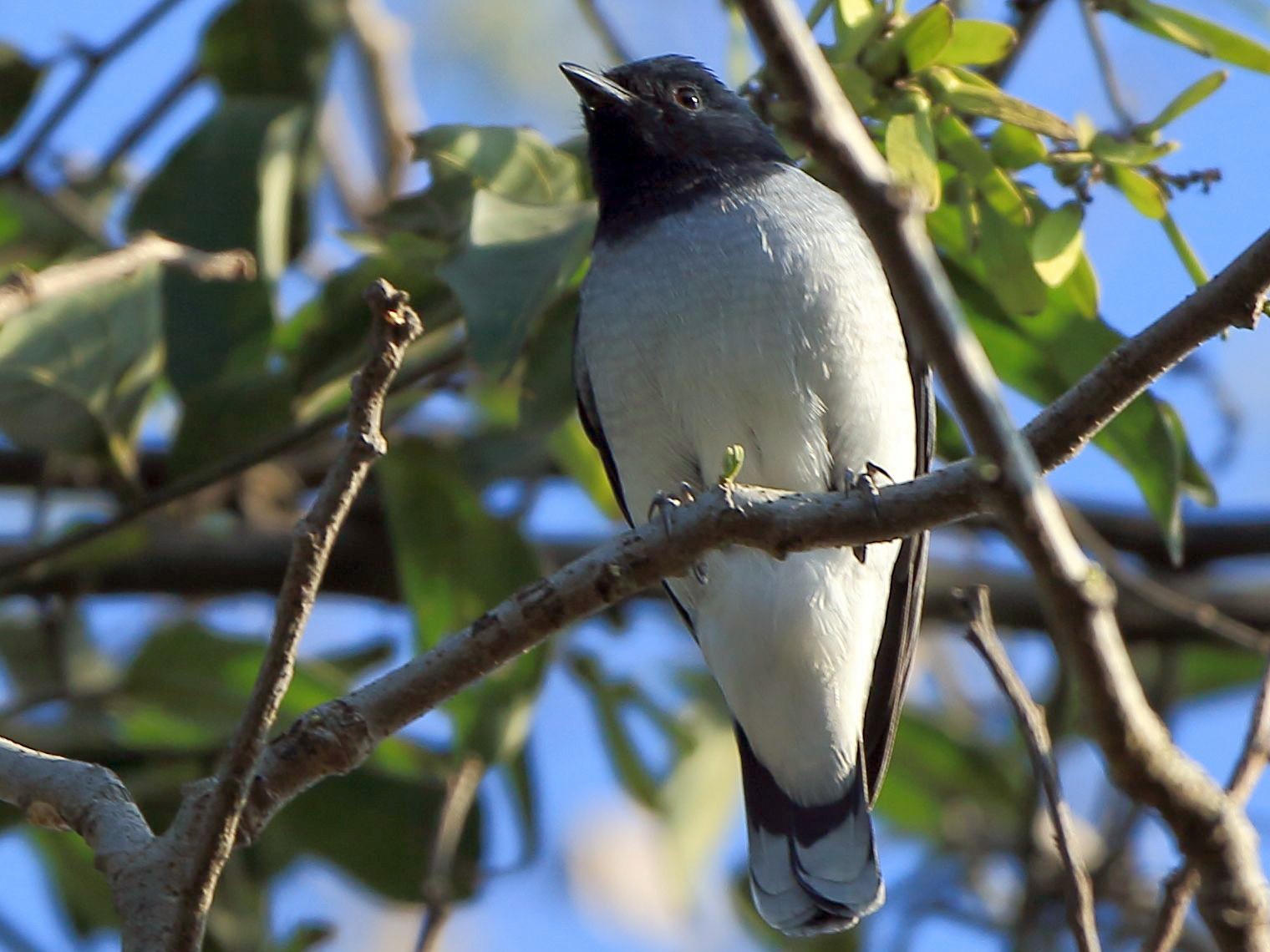 Black-headed Cuckooshrike - eBird