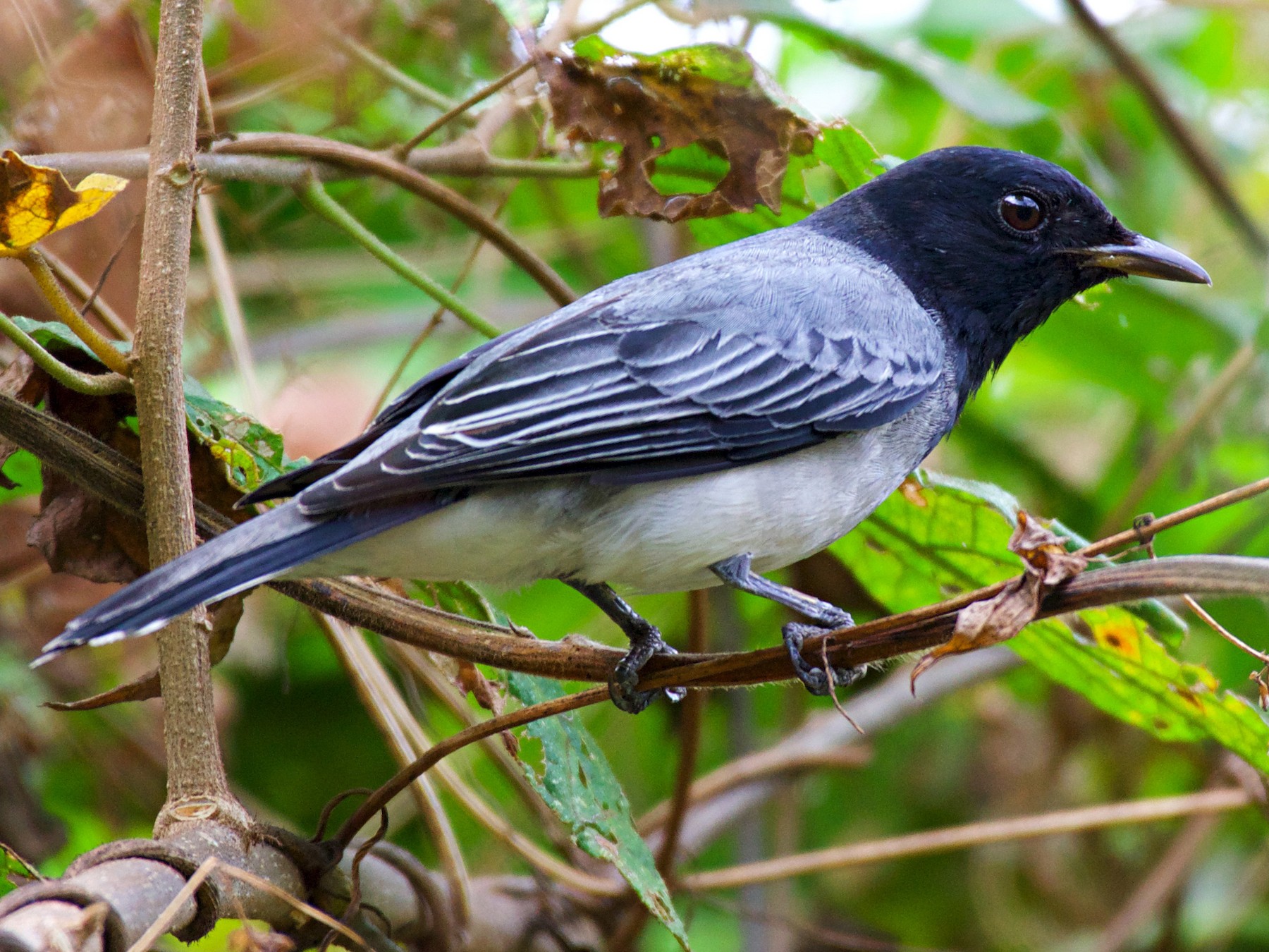 Black-headed Cuckooshrike - eBird