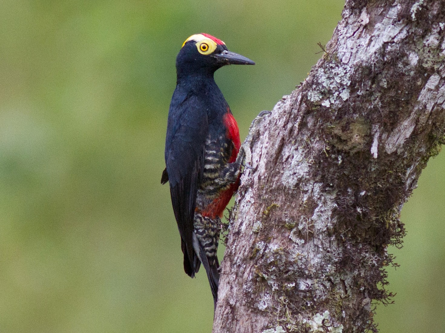Yellow-tufted Woodpecker - eBird